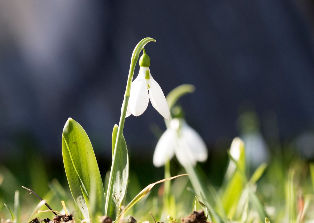 The Snowdrop - A Symbol of Hope - Meres & Meadows Messenger